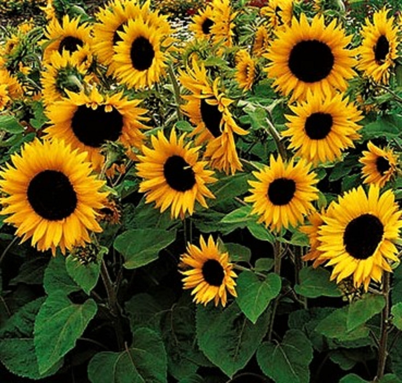 Black Magic Sunflower Seeds | eBay UK