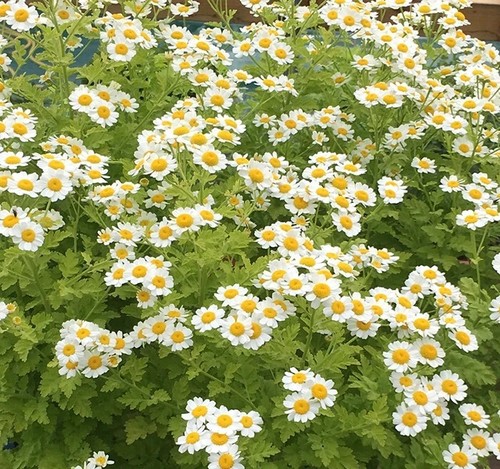 3 Feverfew Plants Tanacetum Scent Daisy Hardy wild flower Herb cottage ...