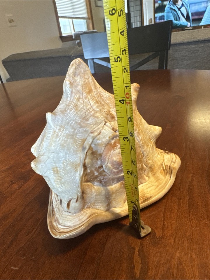 Large Horned Helmet Conch Shell Natural 7x6x5 Cassis Cornuta Beach ...