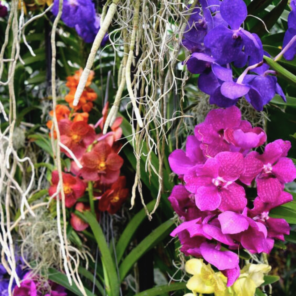 Orchid Vanda Pots Black Plastic Hanging Cups Mesh Net Baskets Home ...