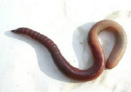 Nightcrawler Earth Worm 12 PACK Canadian Night Crawler Earthworm Fish ...