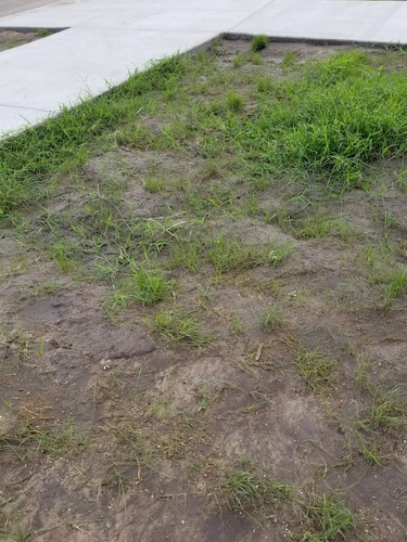 Barenbrug 50 Lb. Panterra V OVERSEEDING Rye Grass Seed for sale online ...