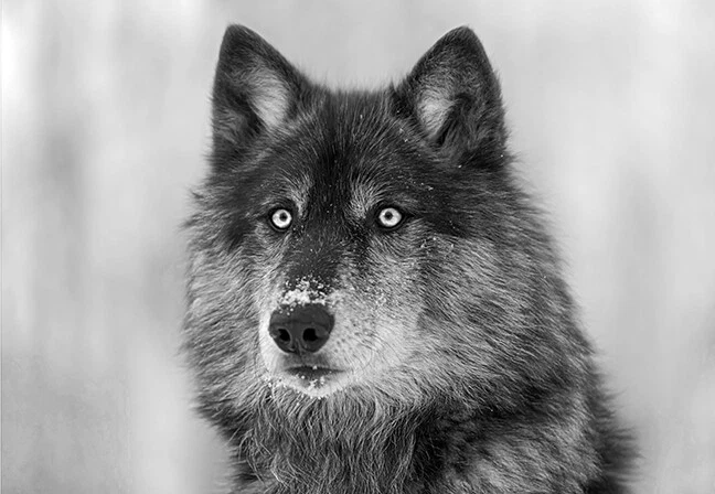 Black Alpha Wolf The Grey