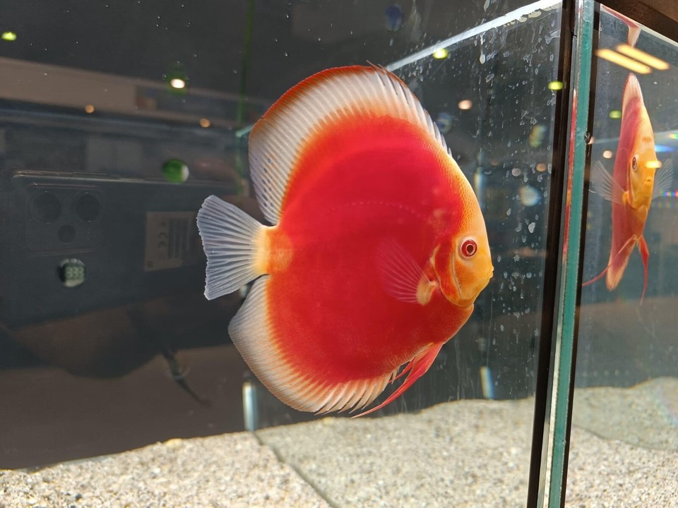 High Quality Albino Red Cover Discus 4.5inches - Very Unique Fish | eBay