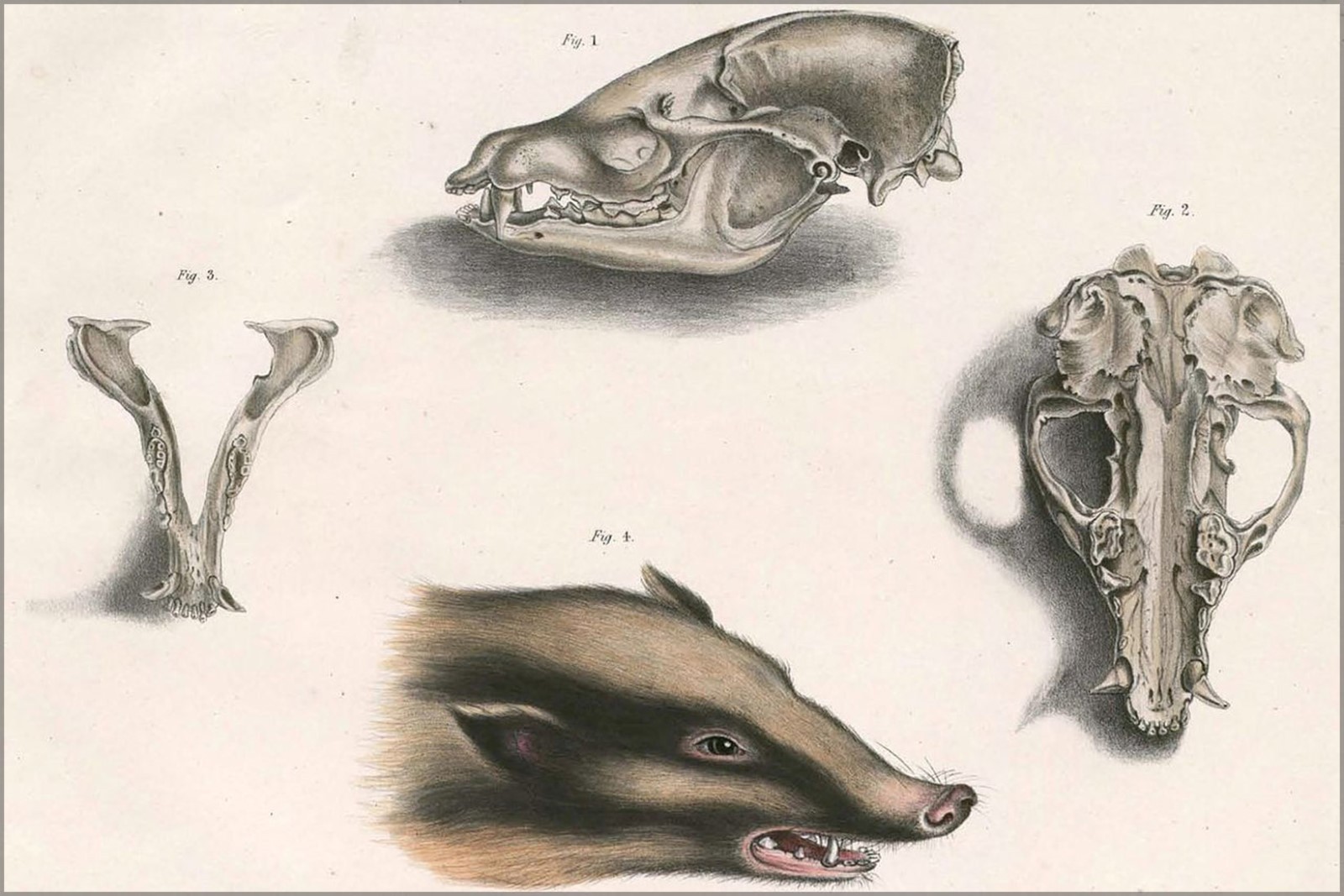 Poster, Many Sizes; Arctonyx Collaris (Hog Badger) - Head And Skull ...
