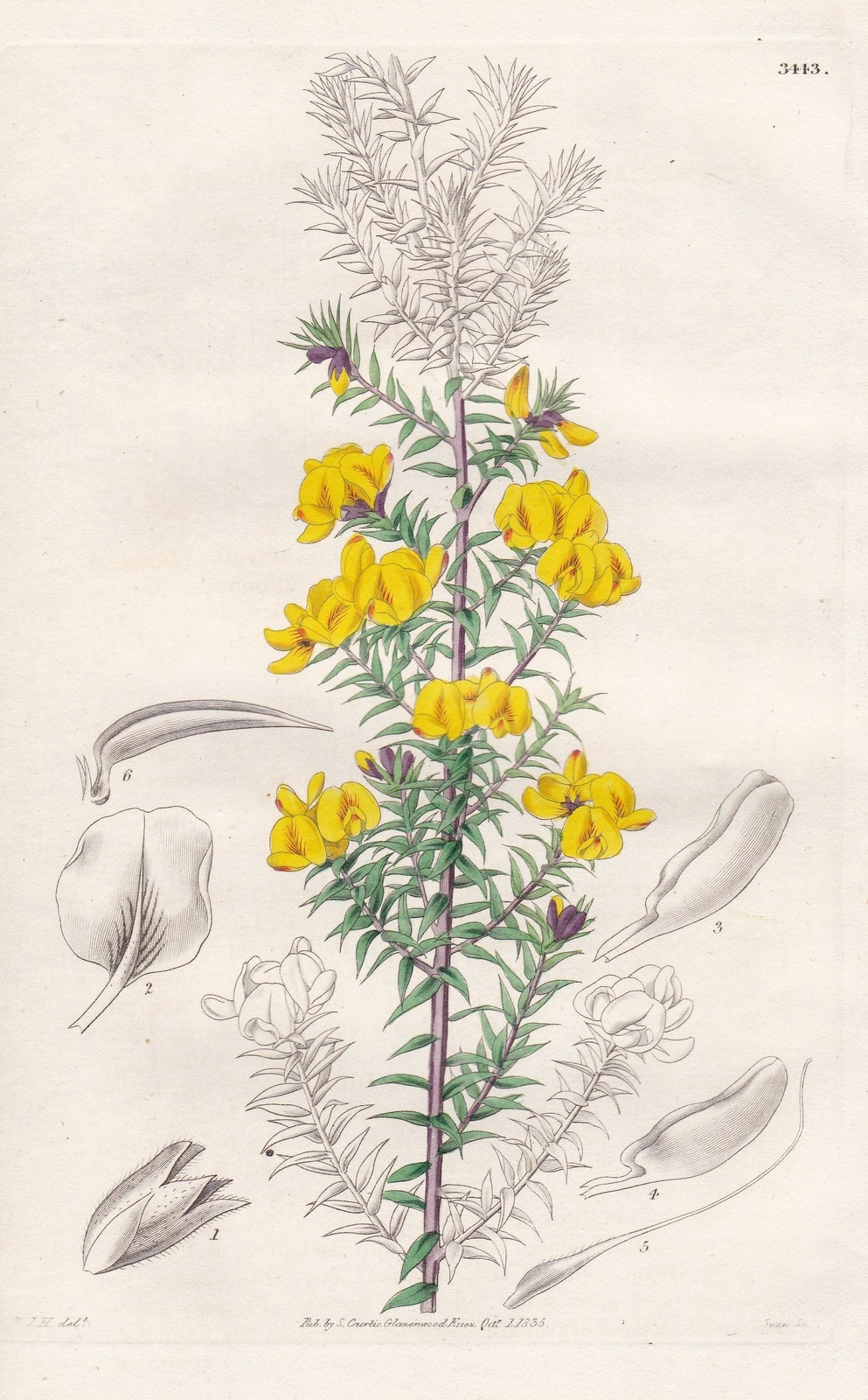 Pultenaea Cordata Australia Flower Botany Engraving Gravure sur Cuivre ...