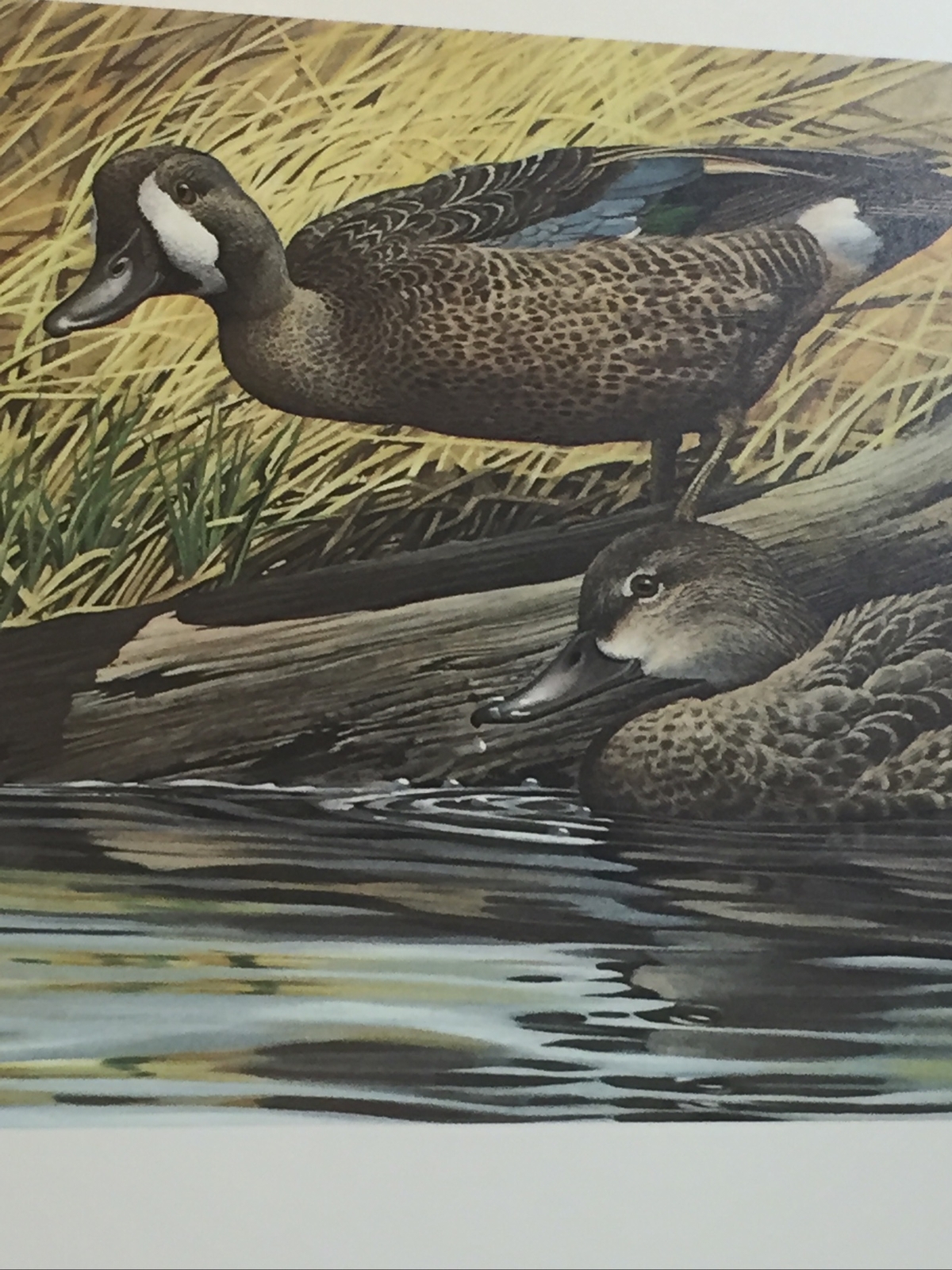 Harold Roe,1987, Ohio Duck Print,Ducks,1534/2000 ,No Stamp ,Mint.,35 ...