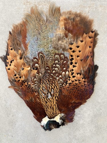 “Ringneck” Pheasant Pelts. 12 Premium Pelts (no wings or tails) $9.00 ...
