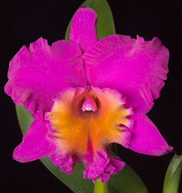 Blc Jeremy Island ‘Contrast’ x Blc Mem Budyuto Satiwan ‘Atlanta’ 3 ...