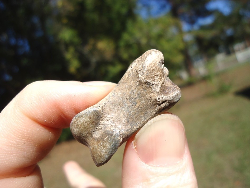 RARE PECCARY PHALANX TOE BONES FLORIDA FOSSILS ICE AGE EXTINCT TOOTH ...