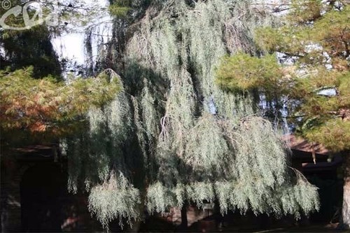 Acacia pendula (Weeping Myall) x 10 seeds. Grey foliage, very ...