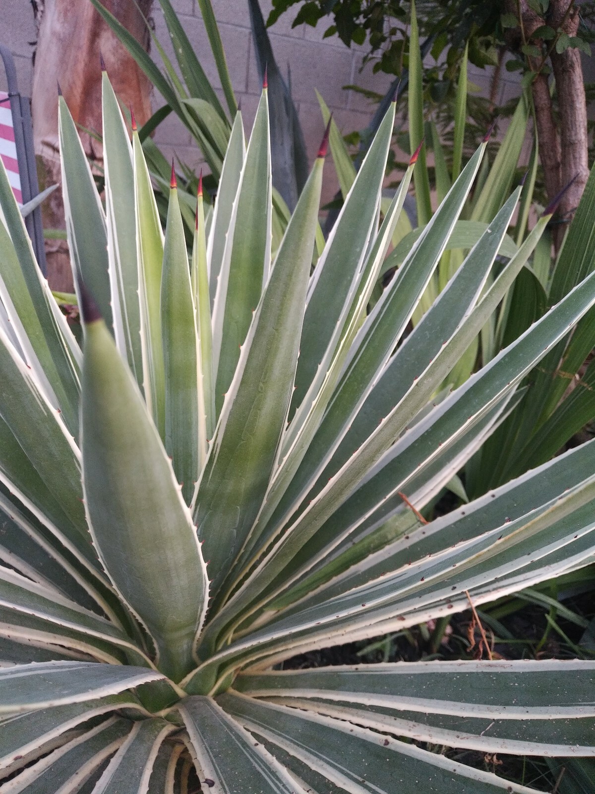AGAVE ANGUSTIFOLIA MARGINATA VARIEGATED 10" Caribbean Agave LARGE live ...