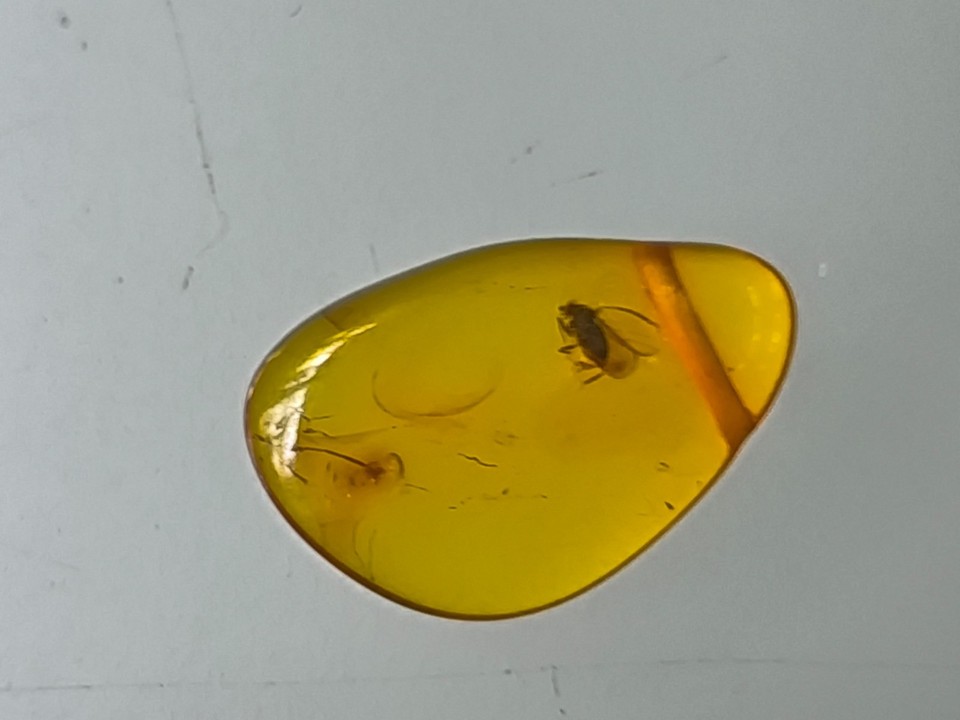 Bernstein mit Insekt -Schmuckteil Gebohrt | eBay.de