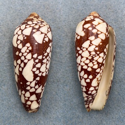 Conus episcopus 65.1mm F+ Laminusa, Siasi, Philippines | eBay