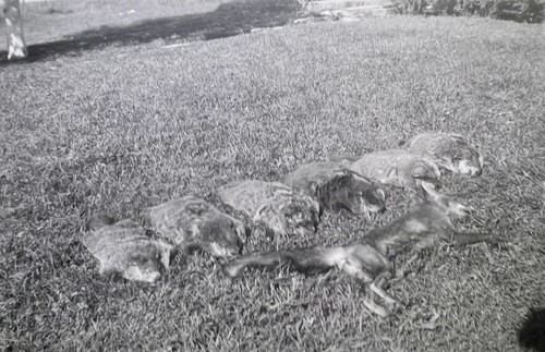 ORIGINAL 1950s PHOTO HUNTING GROUNDHOGS FOX 5 X 3.5” | eBay