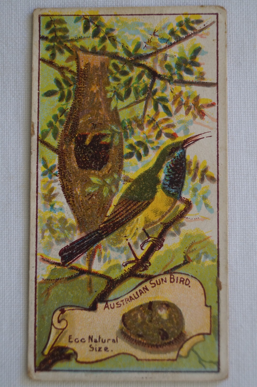 Birds of Australasia Vintage 1912 Pre WWI Wills Capstan Card Sun Bird ...