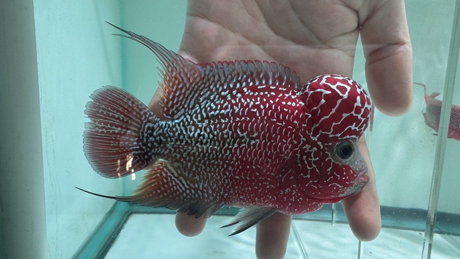 #1 FlowerHorn F3 king kamfa 3.5”-3.75” – Vibrant Aquarium Fish ...