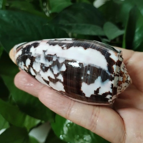 Large Conus Striate Cone Natural Seashell Rare Real Beach Home Decor 3 ...