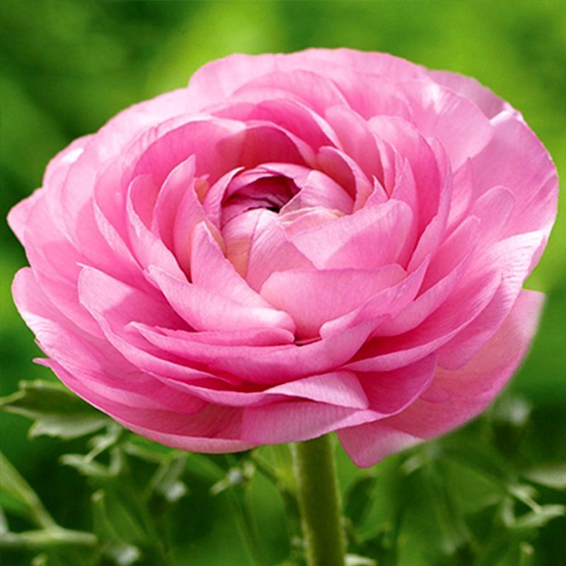 100 Colorful Ranunculus Seeds Ranunculus asiaticus Persian Buttercup ...