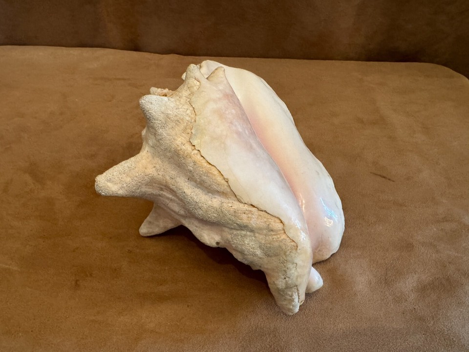 King Queen Horned Helmet Conch Sea Shell Nautical Beach Large | eBay