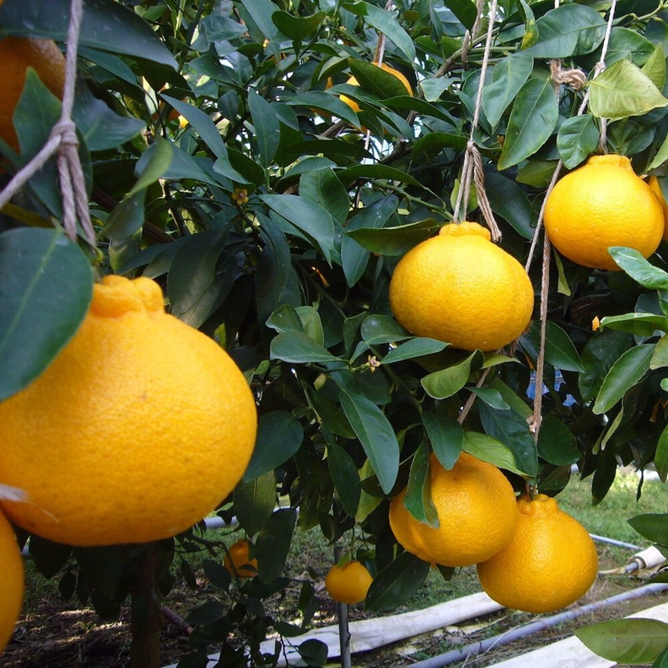 Dekopon Orange Grafted Plant Sumo Shiranui Mandarin Fruit Tree Tall 20 ...