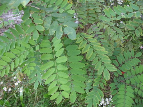 Black Locust Robinia pseudoacacia bonsai trees seeds indoor Free ...