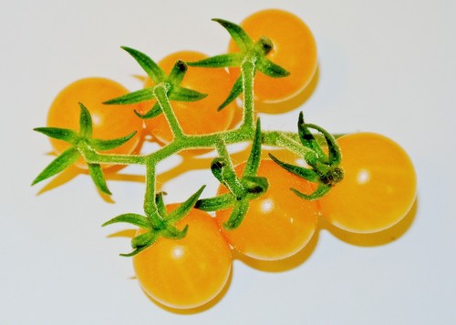 2025 NEW SEEDS Wild Galapagos Tomato Yellow Cherry Solanum Cheesmaniae ...