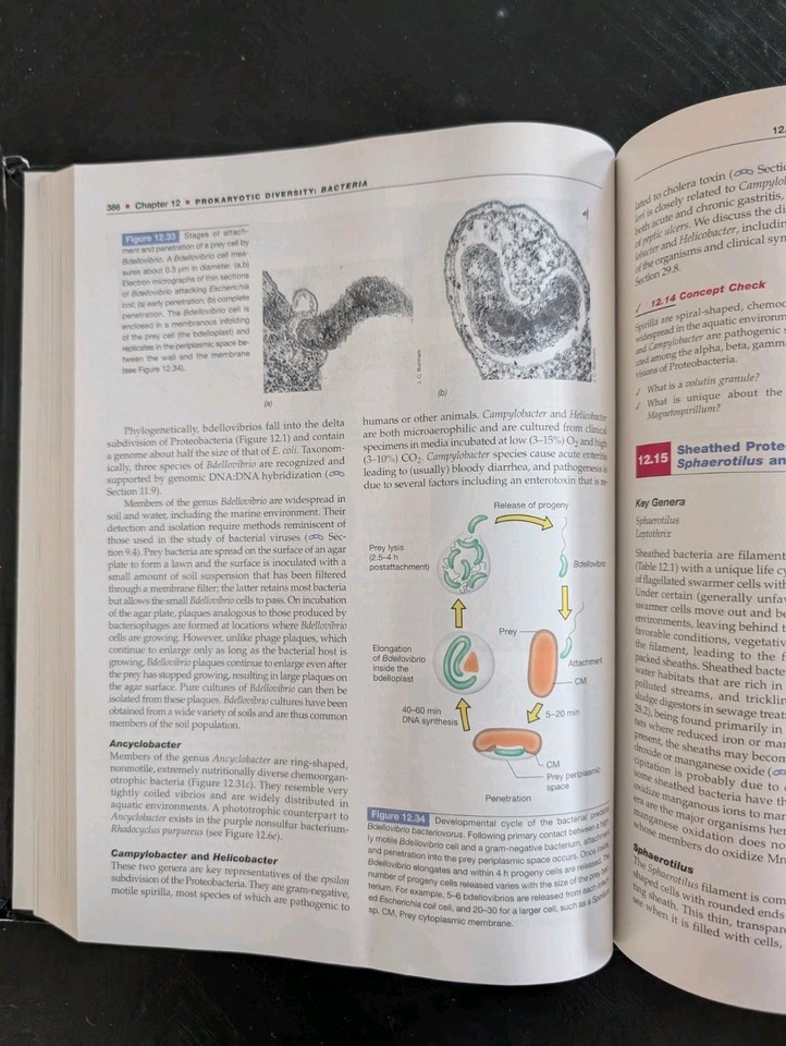 Brock Biology of Microorganisms 10th Edition Michael T. Madigan Book | eBay