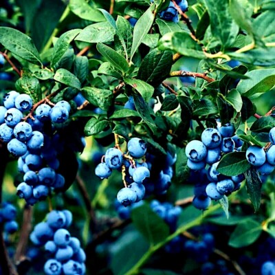 BLUEBERRY TREE SEEDS New Jersey Southern Highbush Cold Hardy Garden ...