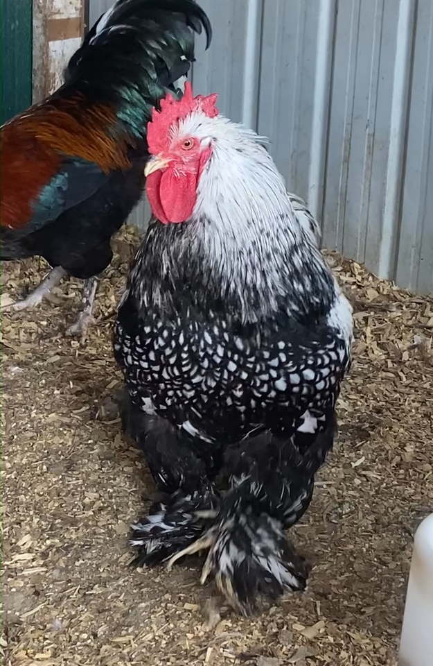 8+ Large Fowl SILVER LACED COCHIN Fertile Chicken Hatching Eggs ~GENTLE ...