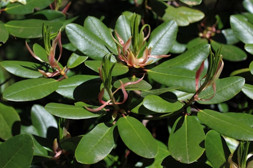 Seeds Rhododendron campylocarpum Profusion of Yellow Flowers Zone 6+or ...