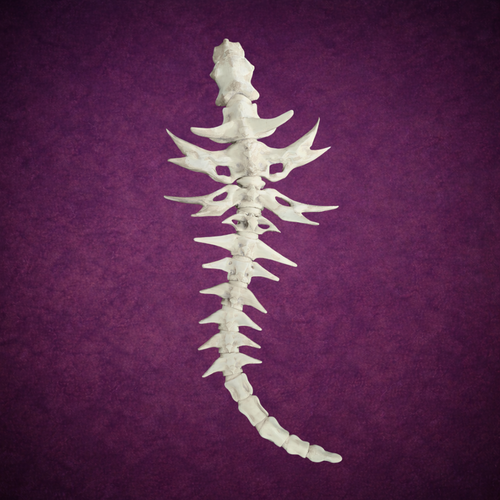 Articulated Skeleton Bone Tail – Fursuit & Cosplay Prop | eBay