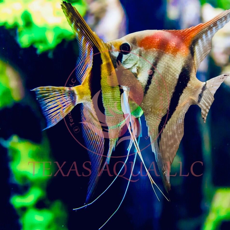 German Red Angelfish