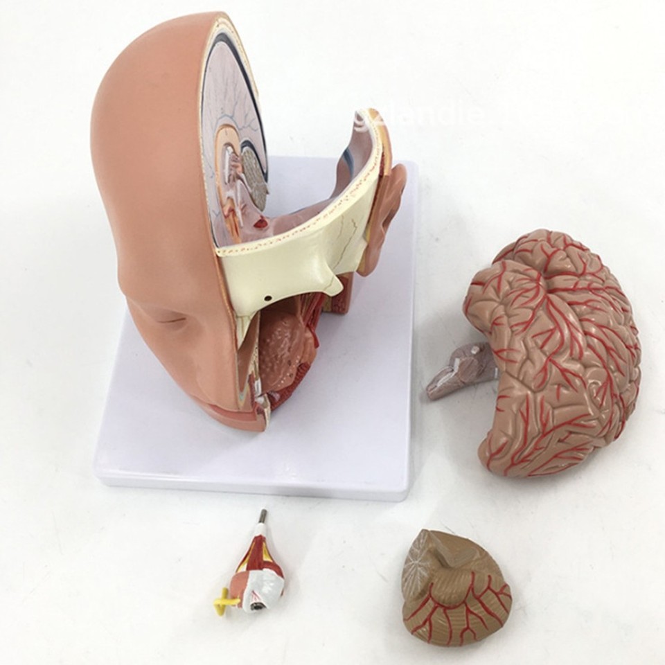 Human Head Anatomy Model Head Brain -Section Anatomy for Science6269 ...