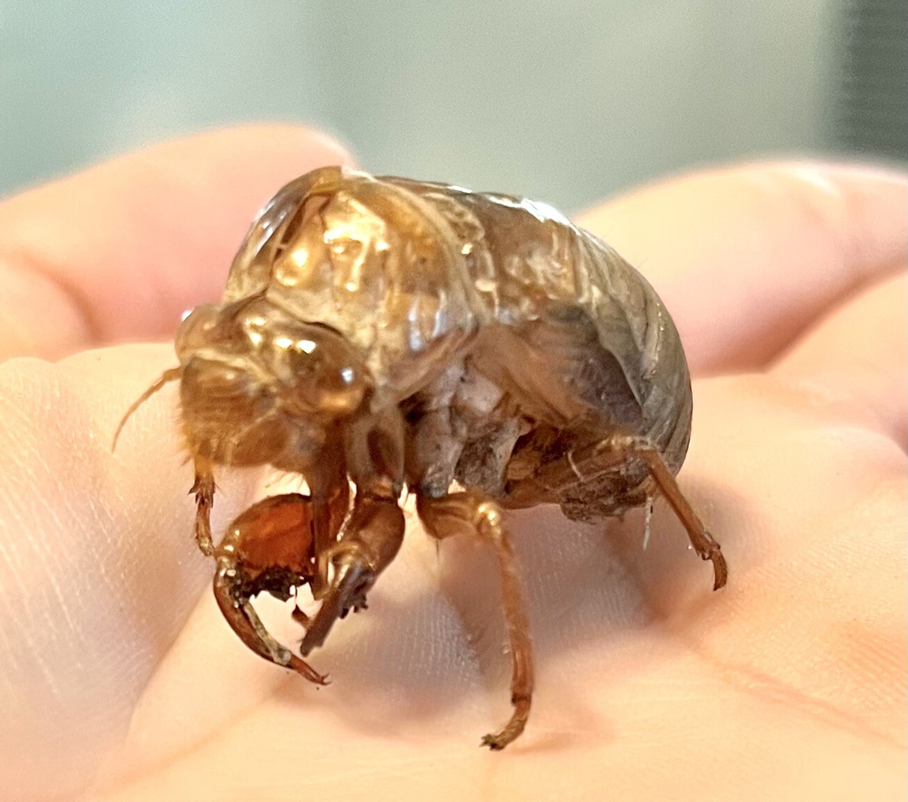 Cicadas Shell