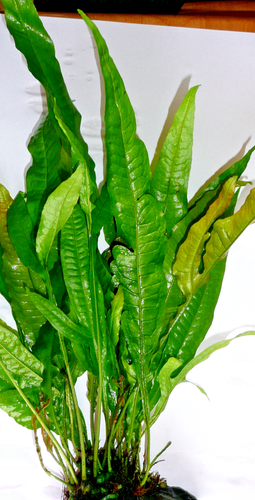 Aquarium Live plant bunch JAVA FERN - tropical coldwater fern fish root ...