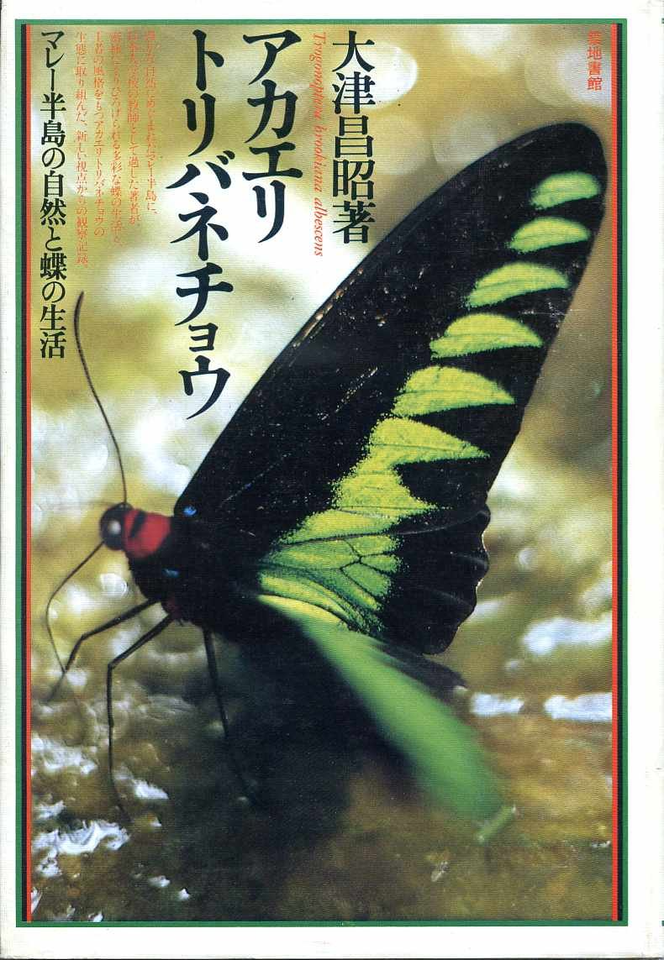 Scarlet Birdwing Butterfly Illustrated Guide Malay Peninsula Nature ...