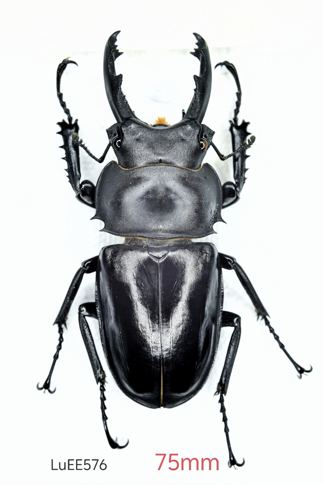 LuEE576 Lucanidae Neolucanus perarmatus goral Guangxi | eBay