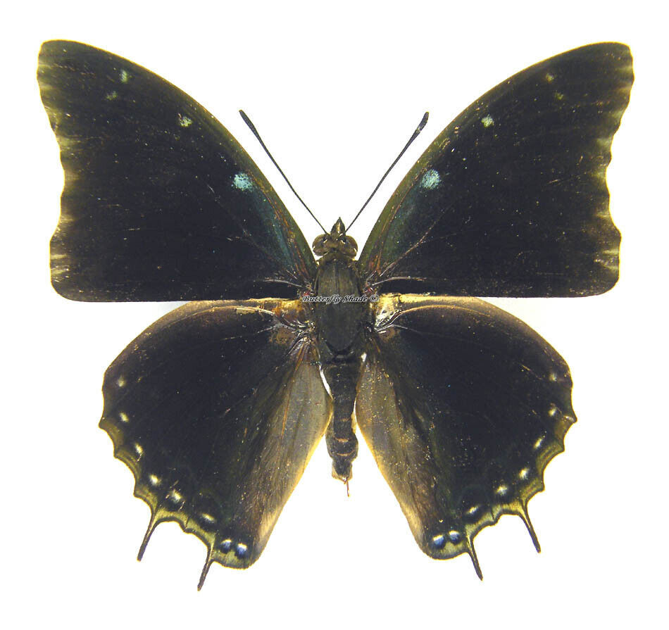 Unmounted Butterfly/Nymphalidae - Charaxes etheocles ochracea, small, A ...