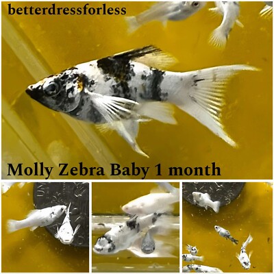Molly Zebra Baby Lyretail 1 Month blue & black eye LIVE FISH USA Local ...