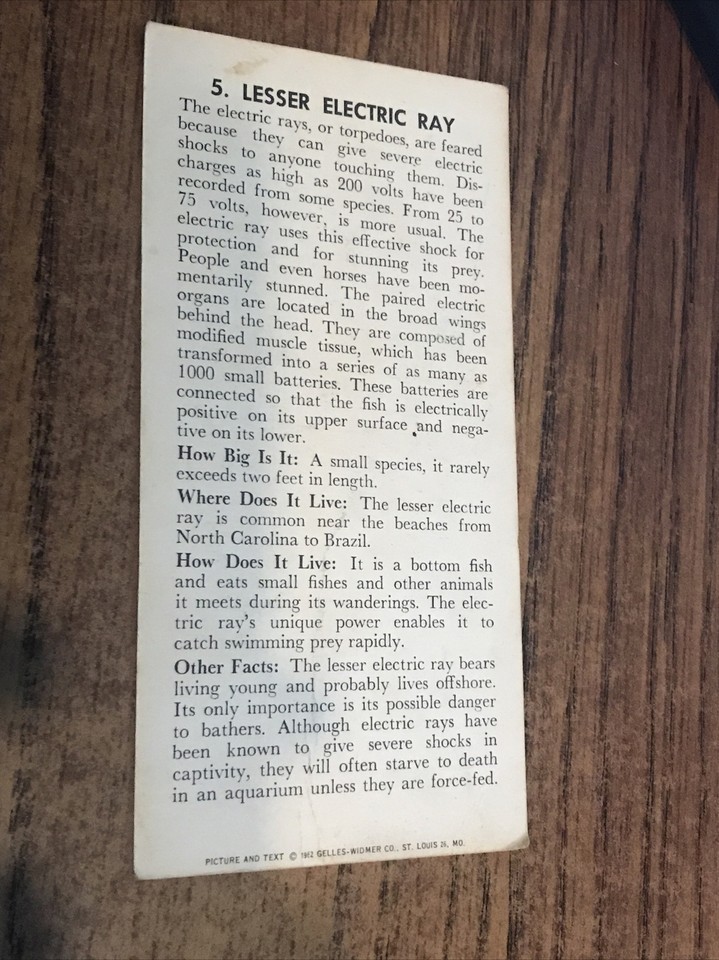 Vintage - 1962 - Gelles Widmer - FISH CARD - Lesser Electric Ray - Card ...