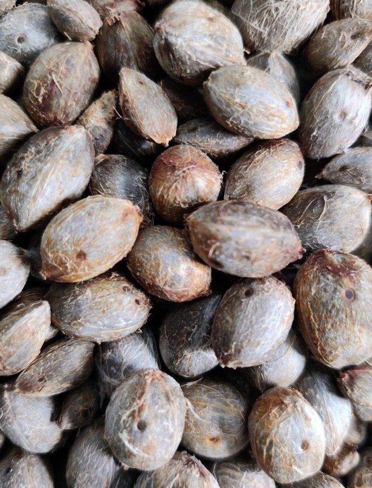 Pindo Palm | Jelly Palm | Butia Odorata | 10 Fresh Seeds | Cold Hardy ...