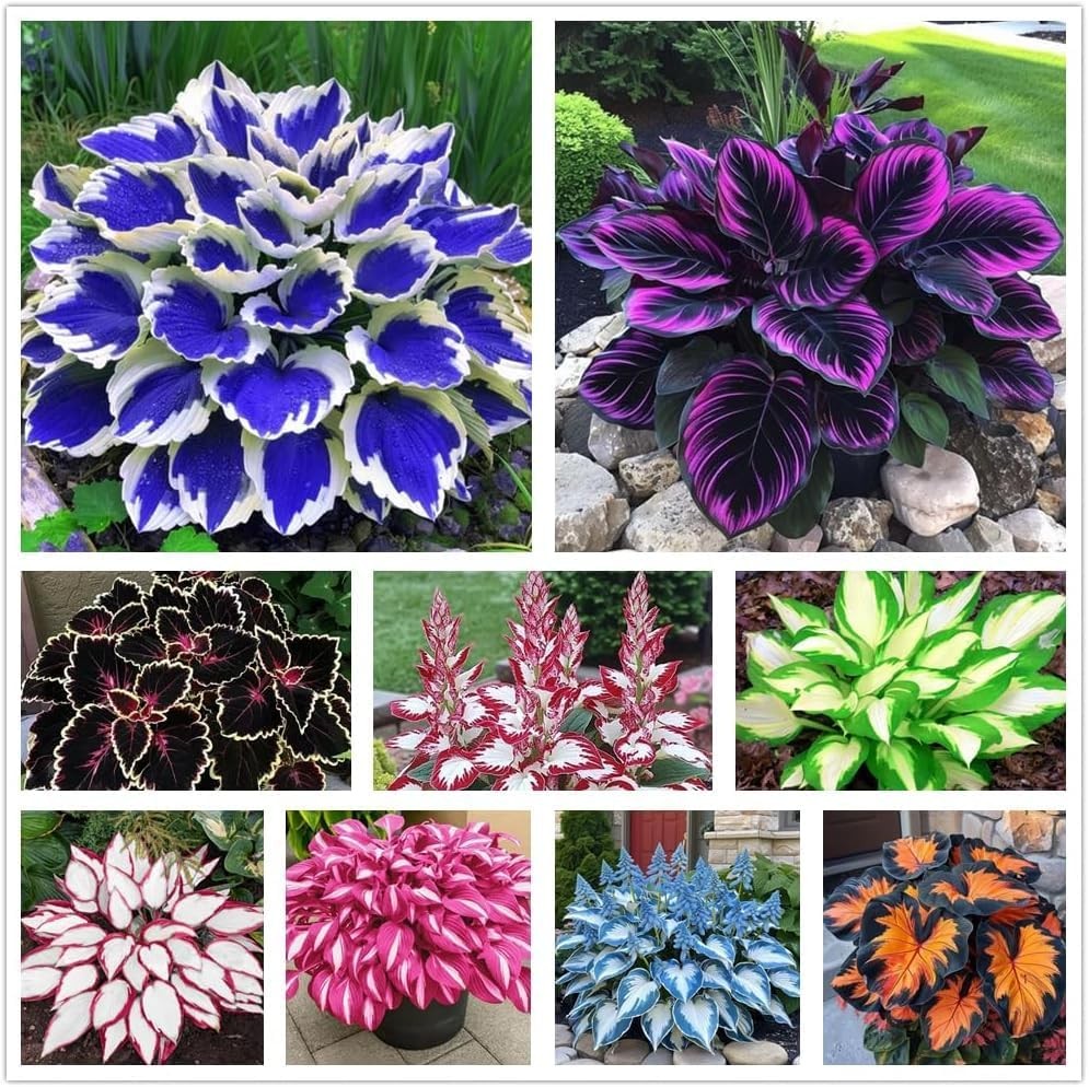 100+ Hosta Seeds for Planting Outdoors, Mixed Color Rare Perennial ...