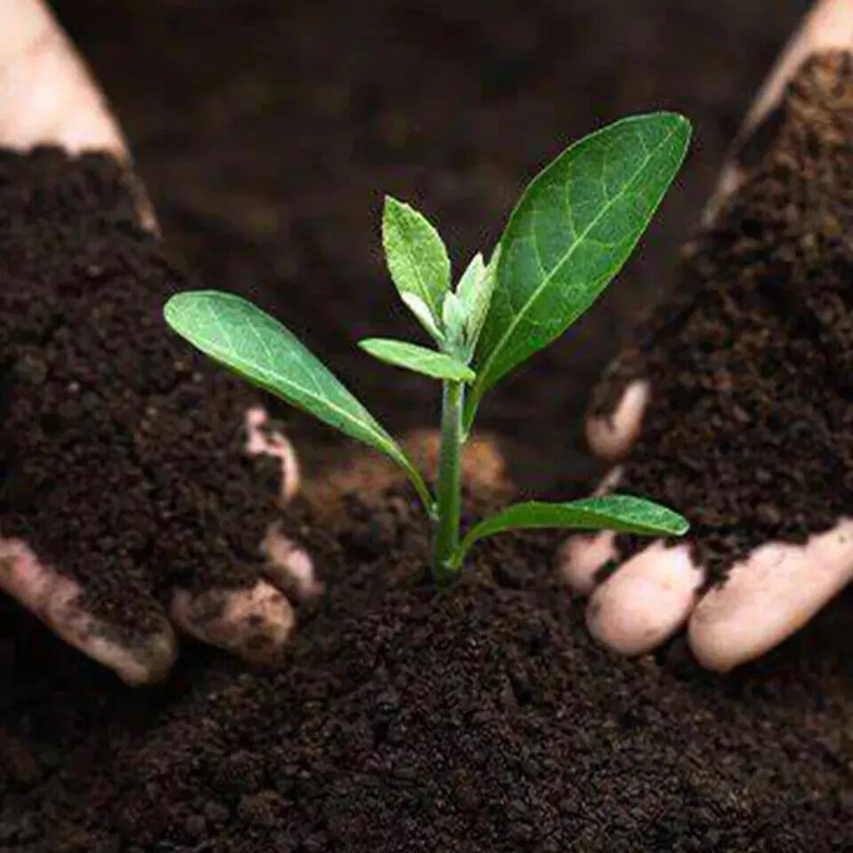 ERICACEOUS COMPOST SOIL GROWMOOR RHODODENDRON AZALEA CONIFER HEATHER ...