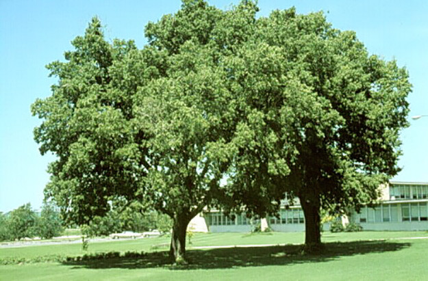 Hackberry, Celtis occidentalis, Tree Seeds (Fast, Hardy, Fall Color ...