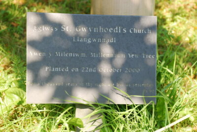 Photo 6x4 Ywen y Mileniwm - Millennium Yew Tree Pen-y-graig/SH2033 see ...