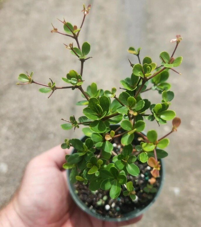 Bucida Spinosa Bonsai Start - Black Olive - 4" Pot - Pre Bonsai | eBay