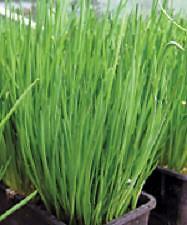Chives Nelly 250 seeds | eBay