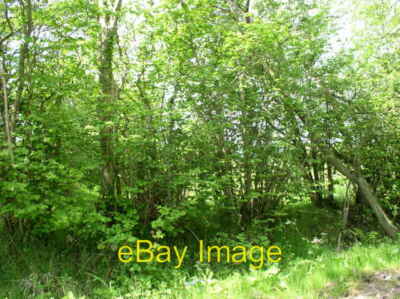 Photo 6x4 Coppice Hedge Bryneglwys/SJ1447 This hazel hedge shows ...