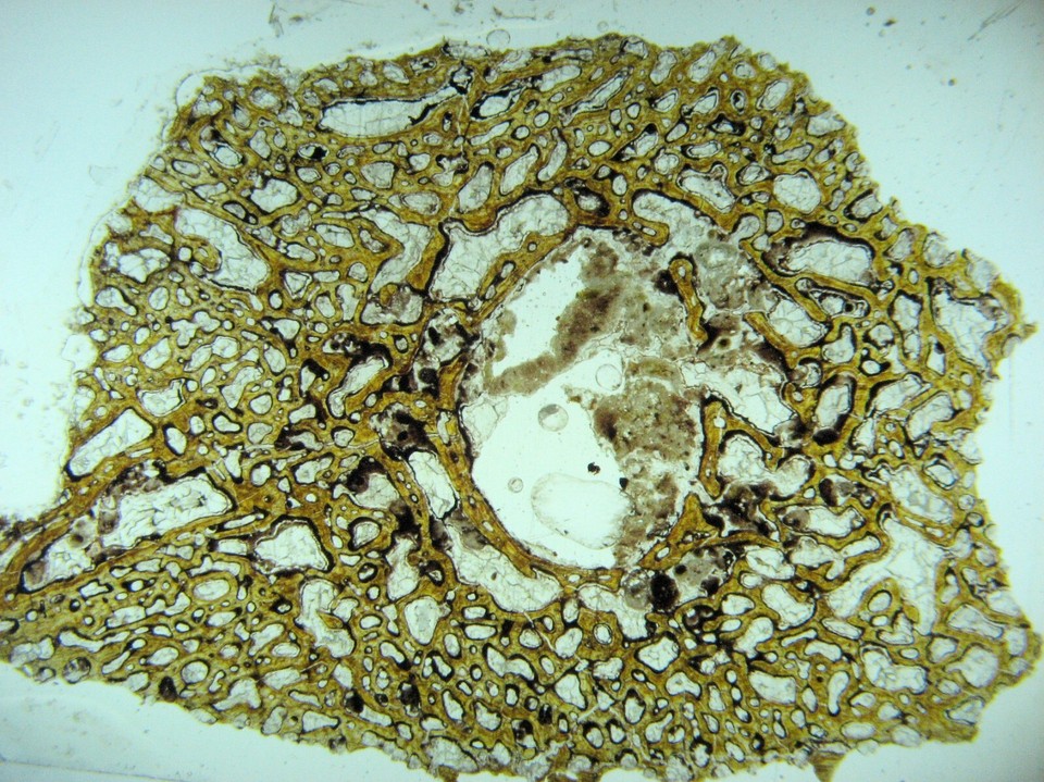 Fossil thin section collection 25 different microscope slides coral ...